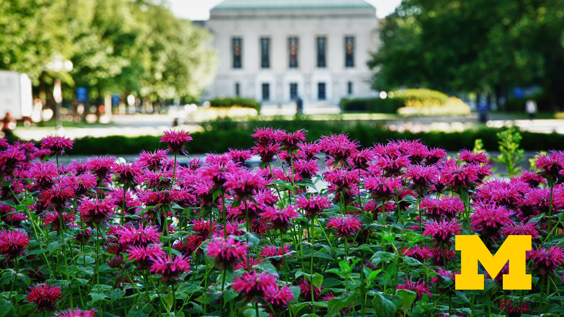 Zoom Background Generator